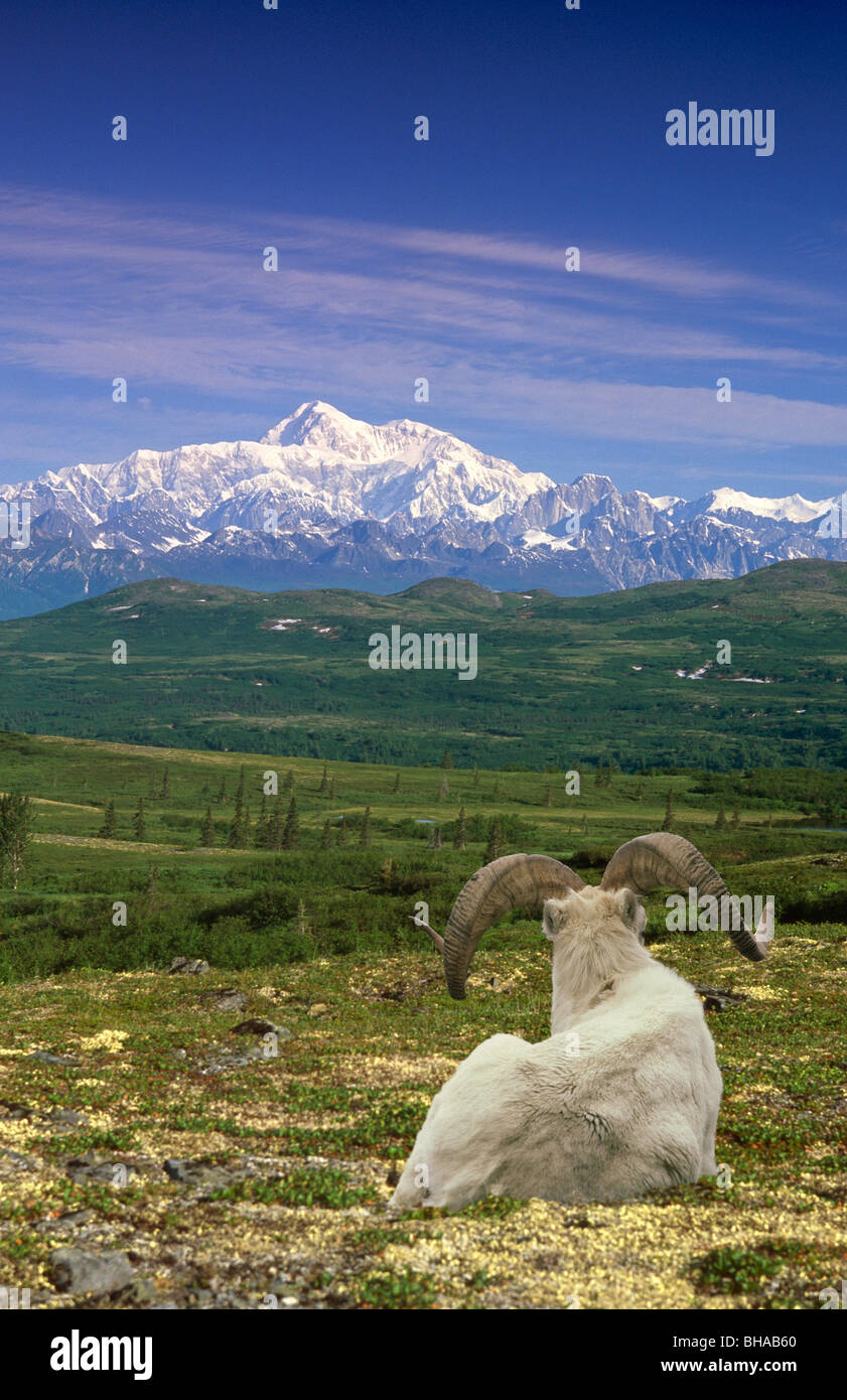 Dall sheep alaska mckinley hi-res stock photography and images - Alamy