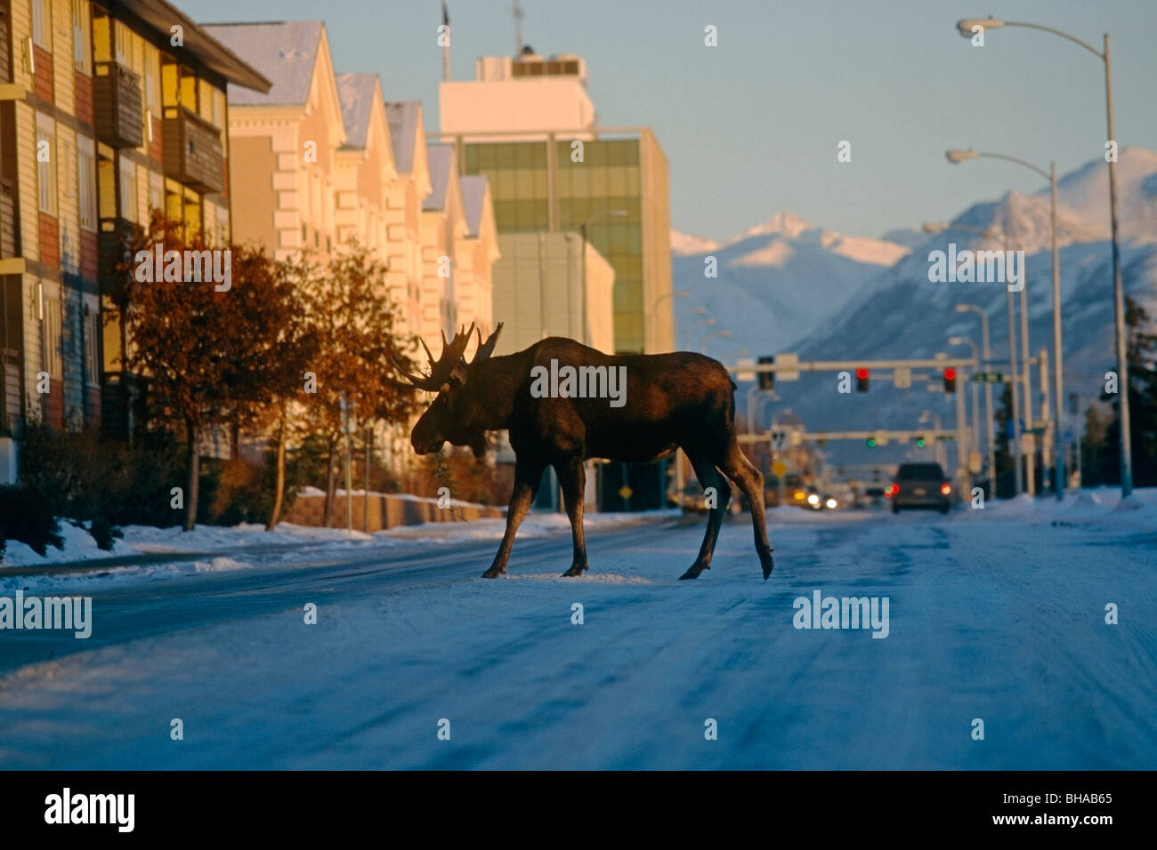 Anchorage moose highway hi-res stock photography and images - Alamy