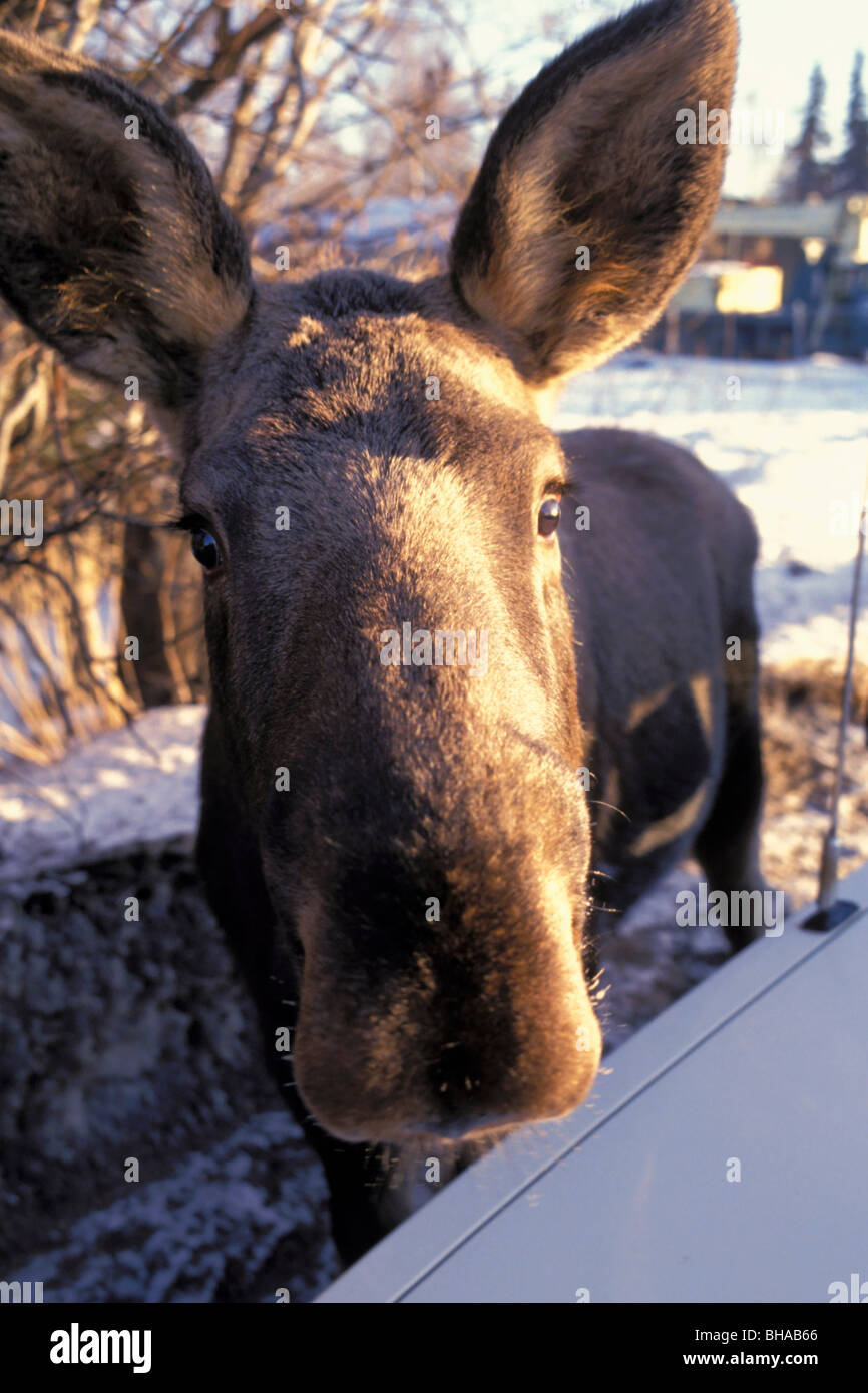 Close up moose nose hi-res stock photography and images - Alamy