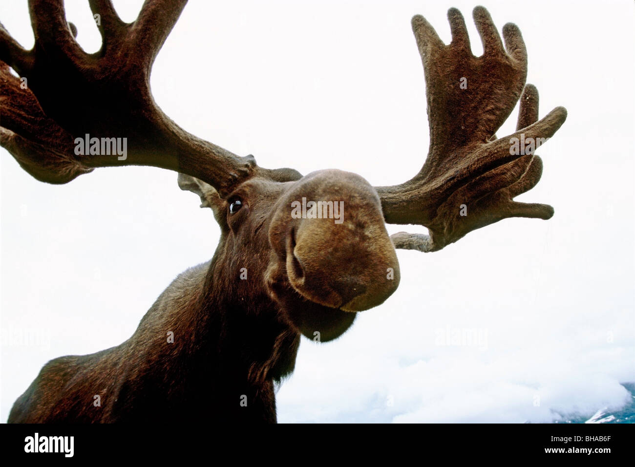 Moose nose hi-res stock photography and images - Alamy