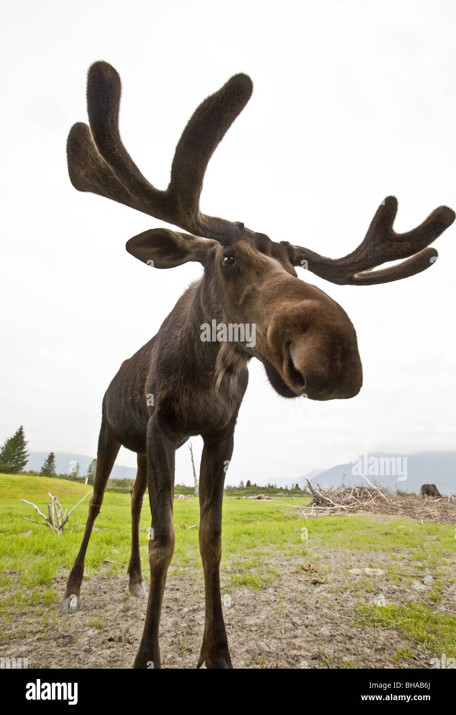 Close up of young bull moose at the Alaska Wildlife Conservation Center ...