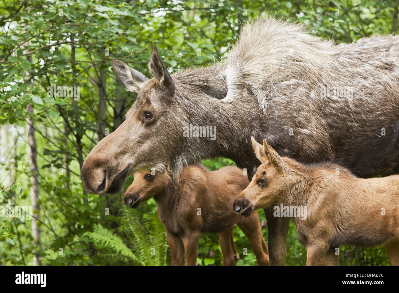 Newborn moose calves and their mother keep watchful eyes on an intruder ...