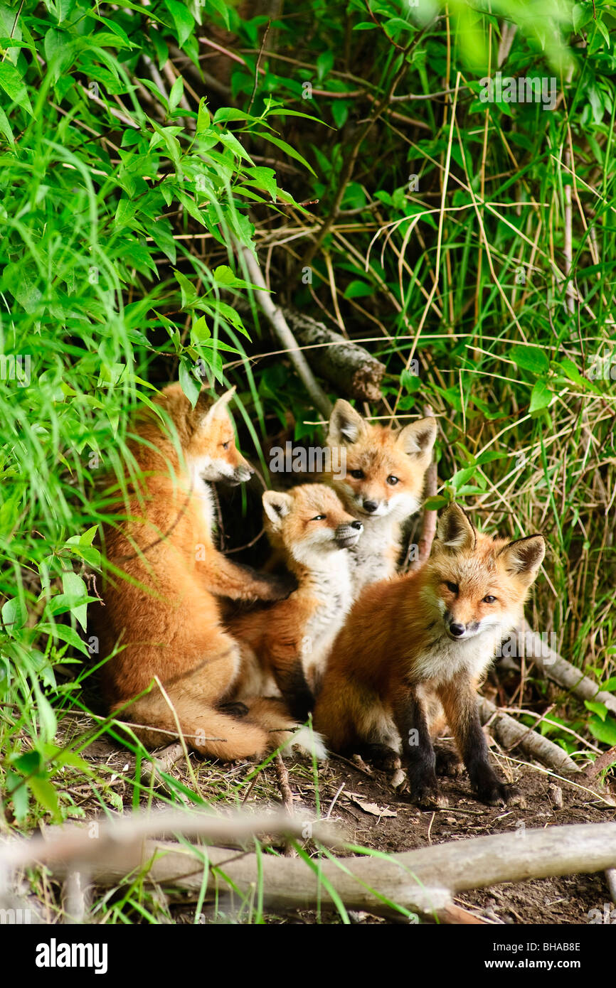 Red fox kits hi-res stock photography and images - Alamy