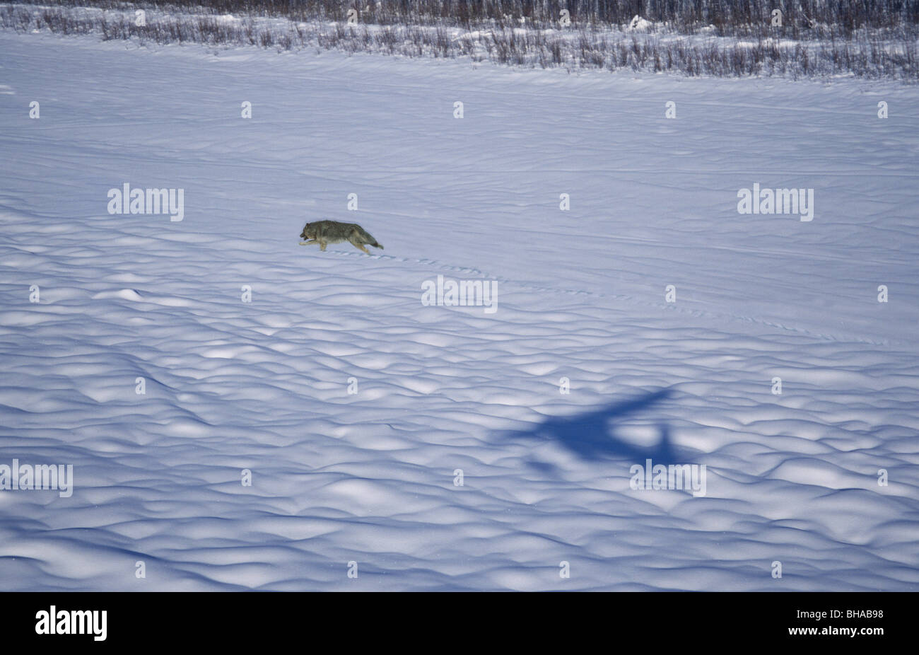 Wolf group hunting aerial hi-res stock photography and images - Alamy