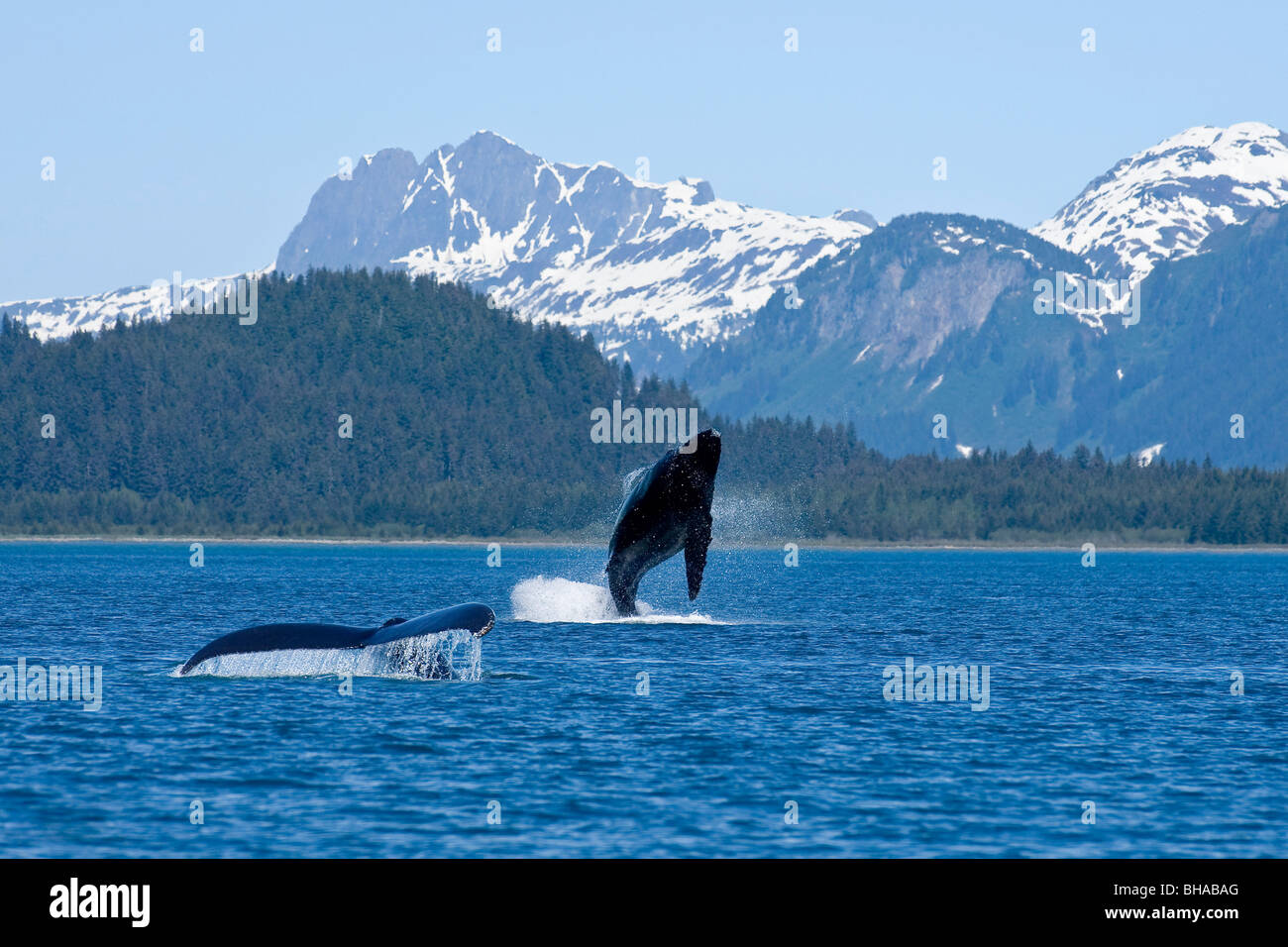 A humpback whale calf breaches as its mother swims at the surface ...