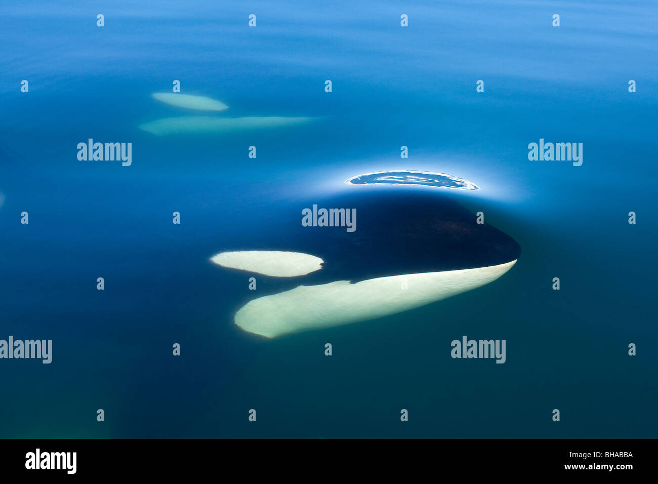 Orca Whale surfaces in Lynn Canal, Inside Passage, Alaska Stock Photo ...