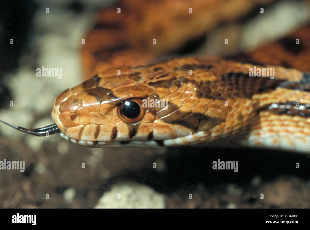 Pine snake pituophis melanoleucus hi-res stock photography and images ...