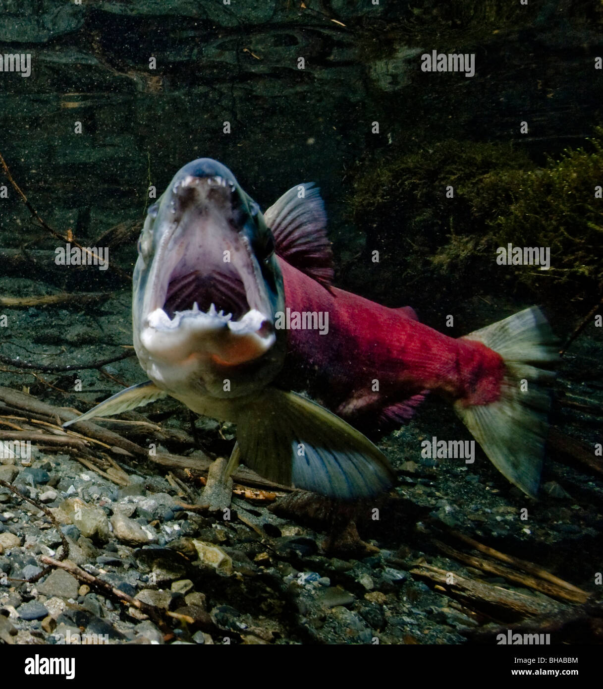Sockeye Salmon Underwater Sockeye Salmon Underwater