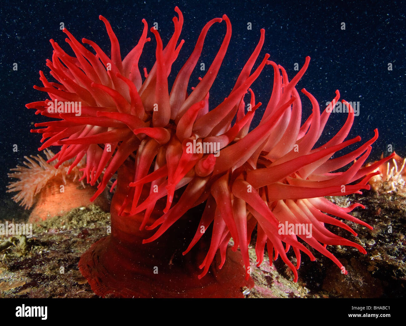 Underwater close up of a Christmas Anemone, British Columbia, Canada ...