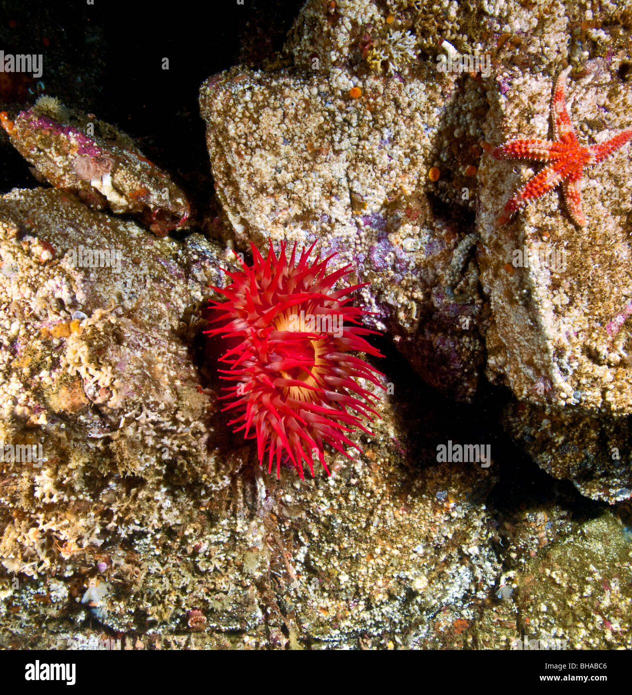 Christmas anemone hi-res stock photography and images - Alamy