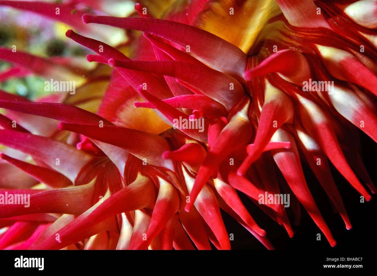 Christmas anemone hi-res stock photography and images - Alamy