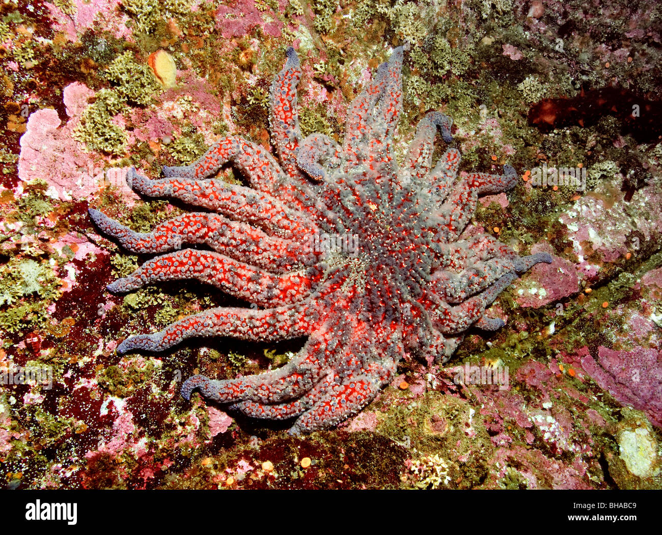 Underwater close up of a Sunflower Sea Star, British Columbia, Canada ...