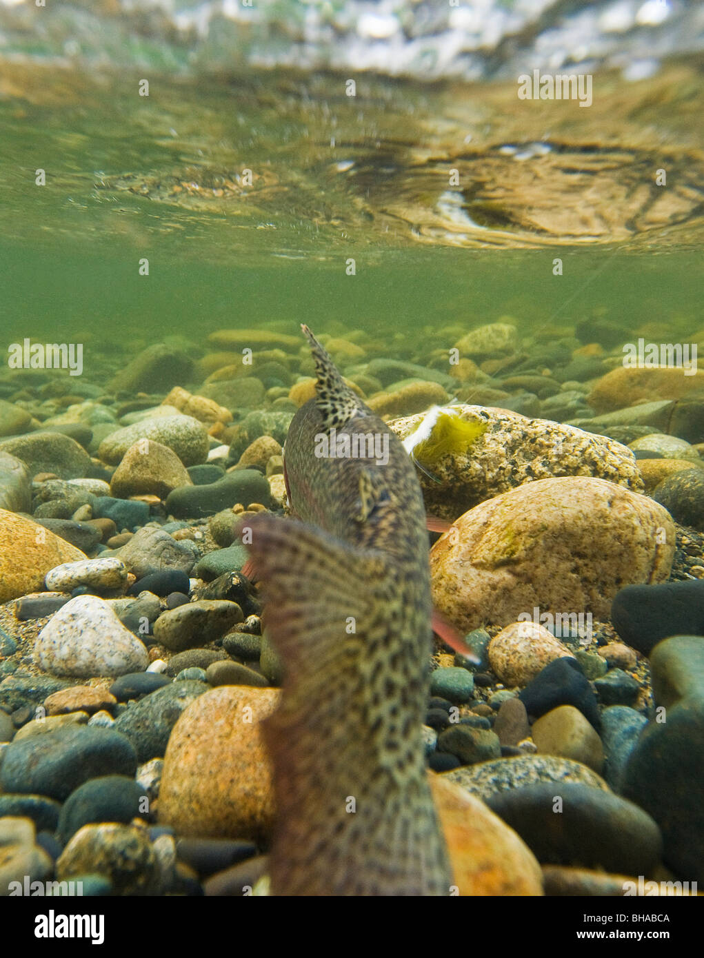 Underwater view of a rainbow trout swimming upstream in Montana Creek ...