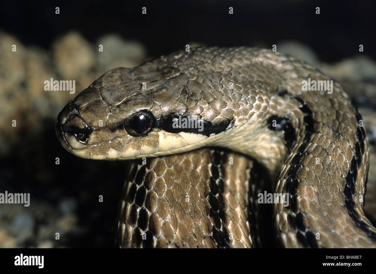 Four lined Snake (Cervone), Elaphe quatuorlineata, Colubridae, Italy ...