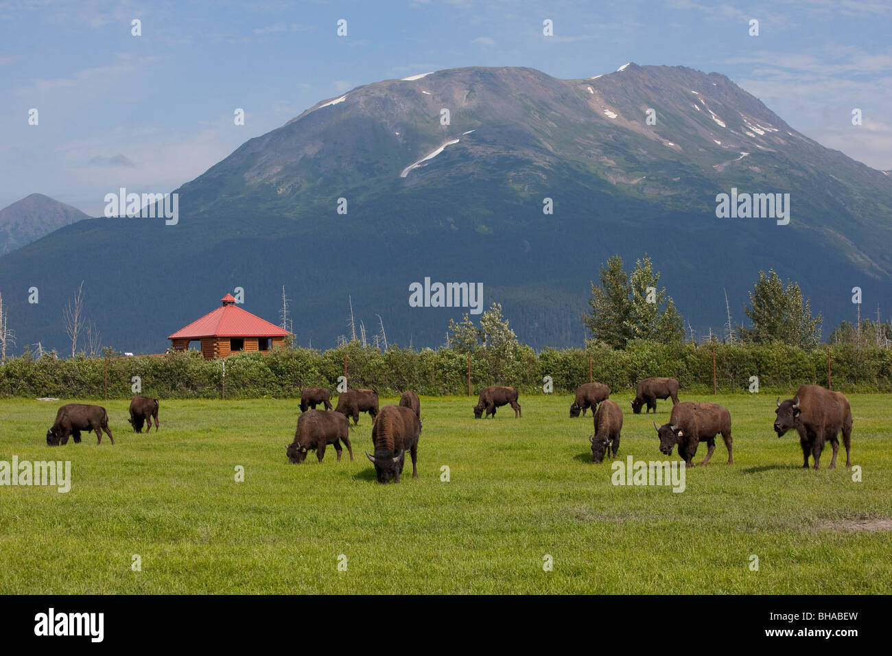 Herd of Plains bison graze on grass, Alaska Wildlife Conservation ...
