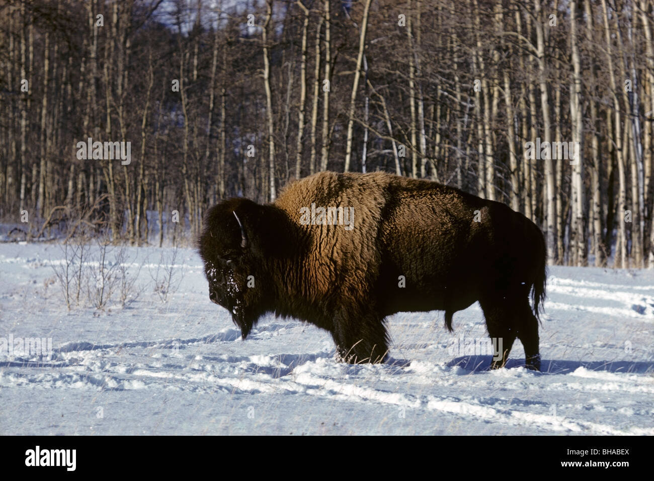 Wood bison alaska hi-res stock photography and images - Alamy