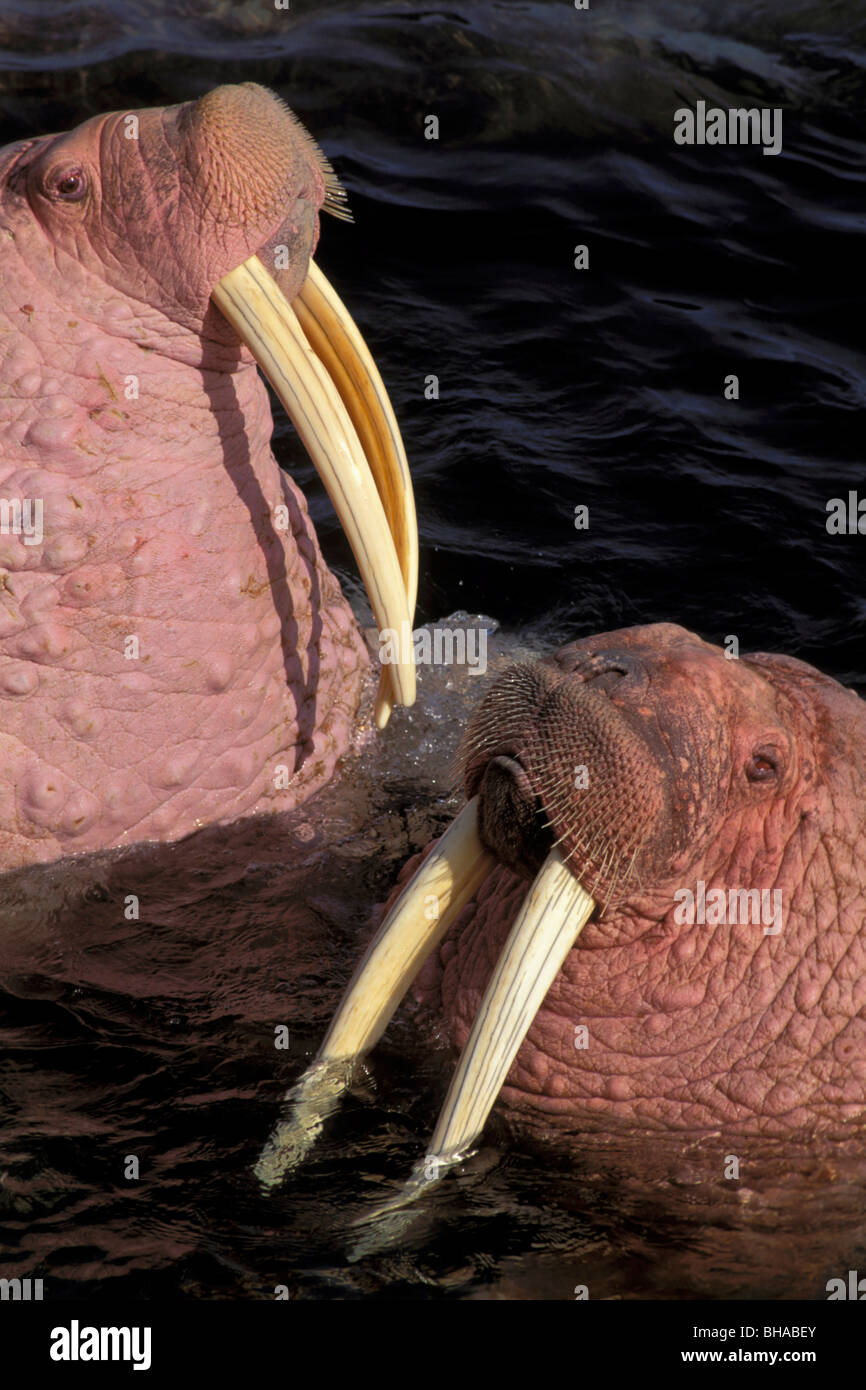 Alaska round island pacific walrus hi-res stock photography and images ...