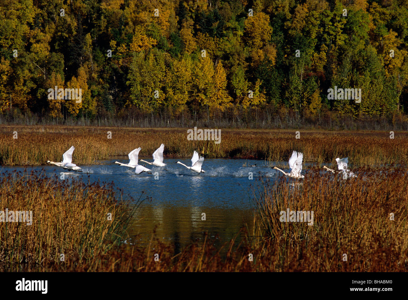 Trumpeter swans in flight over Potter Marsh in Southcentral, Alaska ...