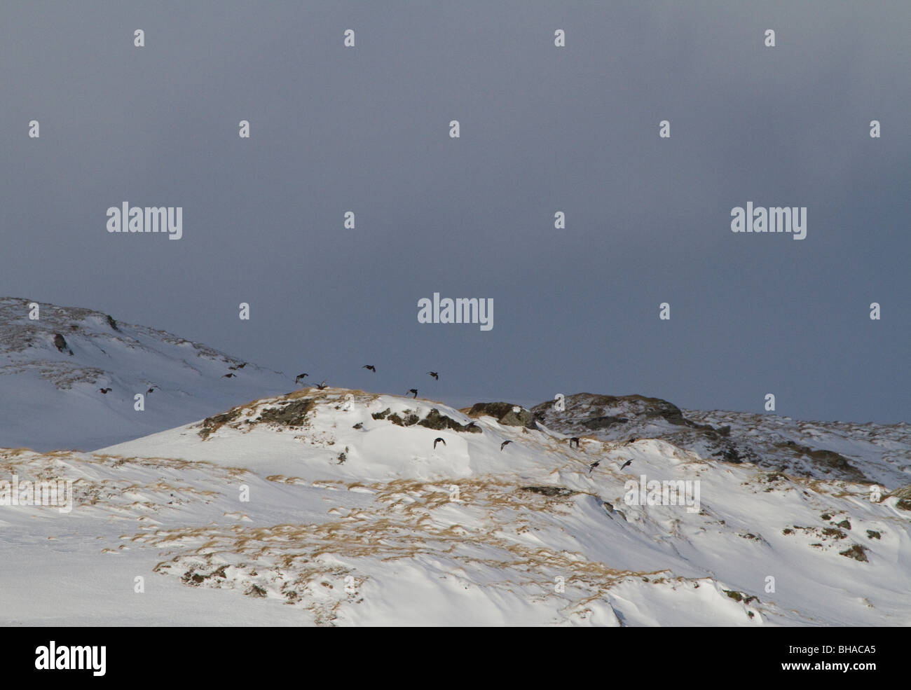Flying red grouse hi-res stock photography and images - Alamy