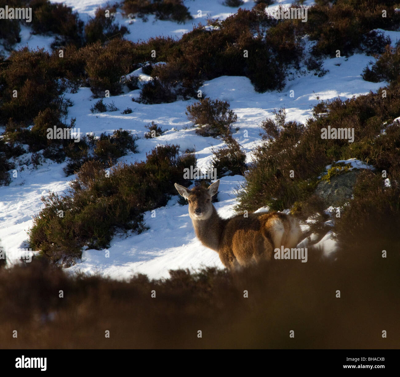 Red deer, Cervus elaphus, hind in the Scottish Highlands Stock Photo ...