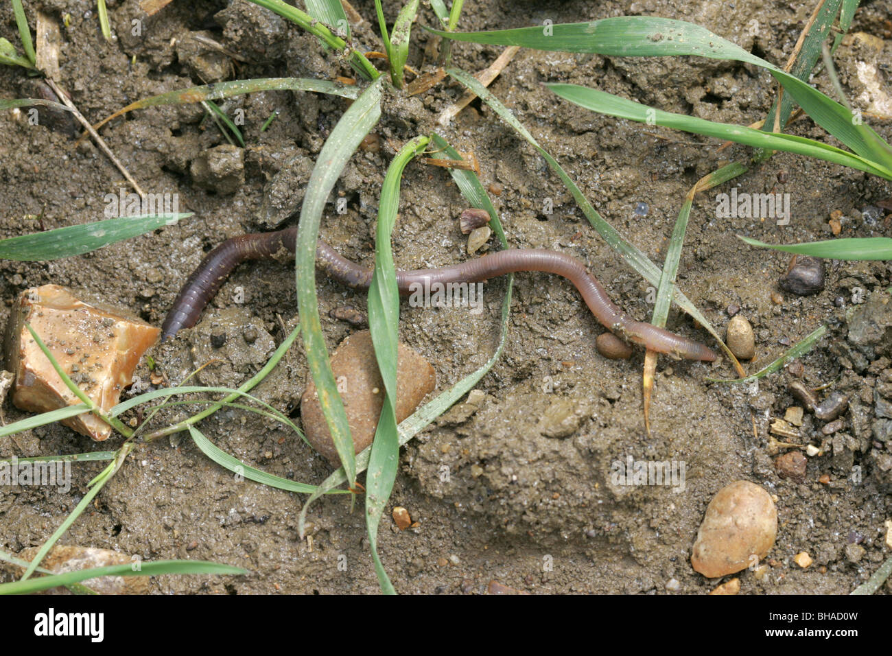 Worm hi-res stock photography and images - Alamy
