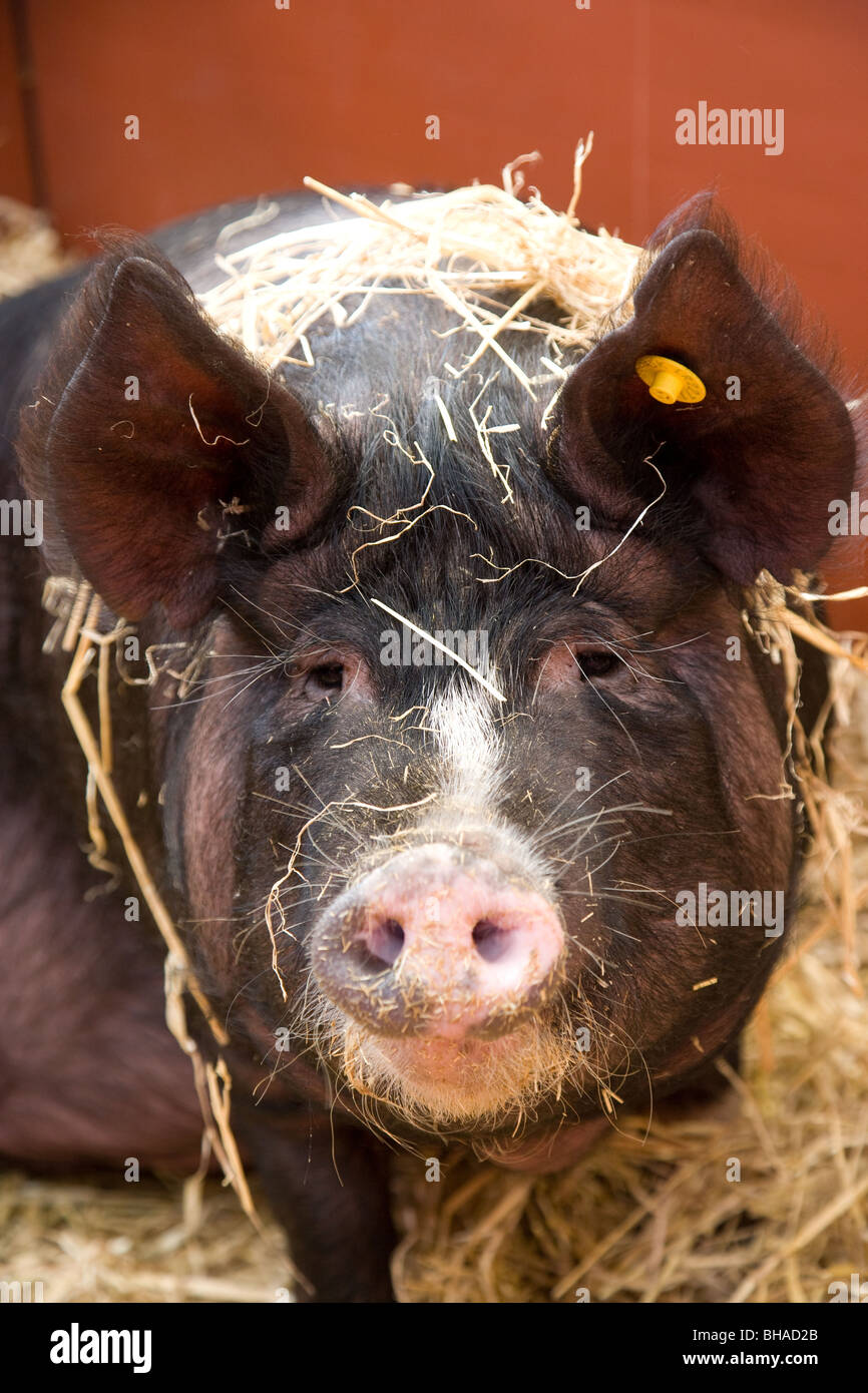 A pig covered in straw Stock Photo - Alamy