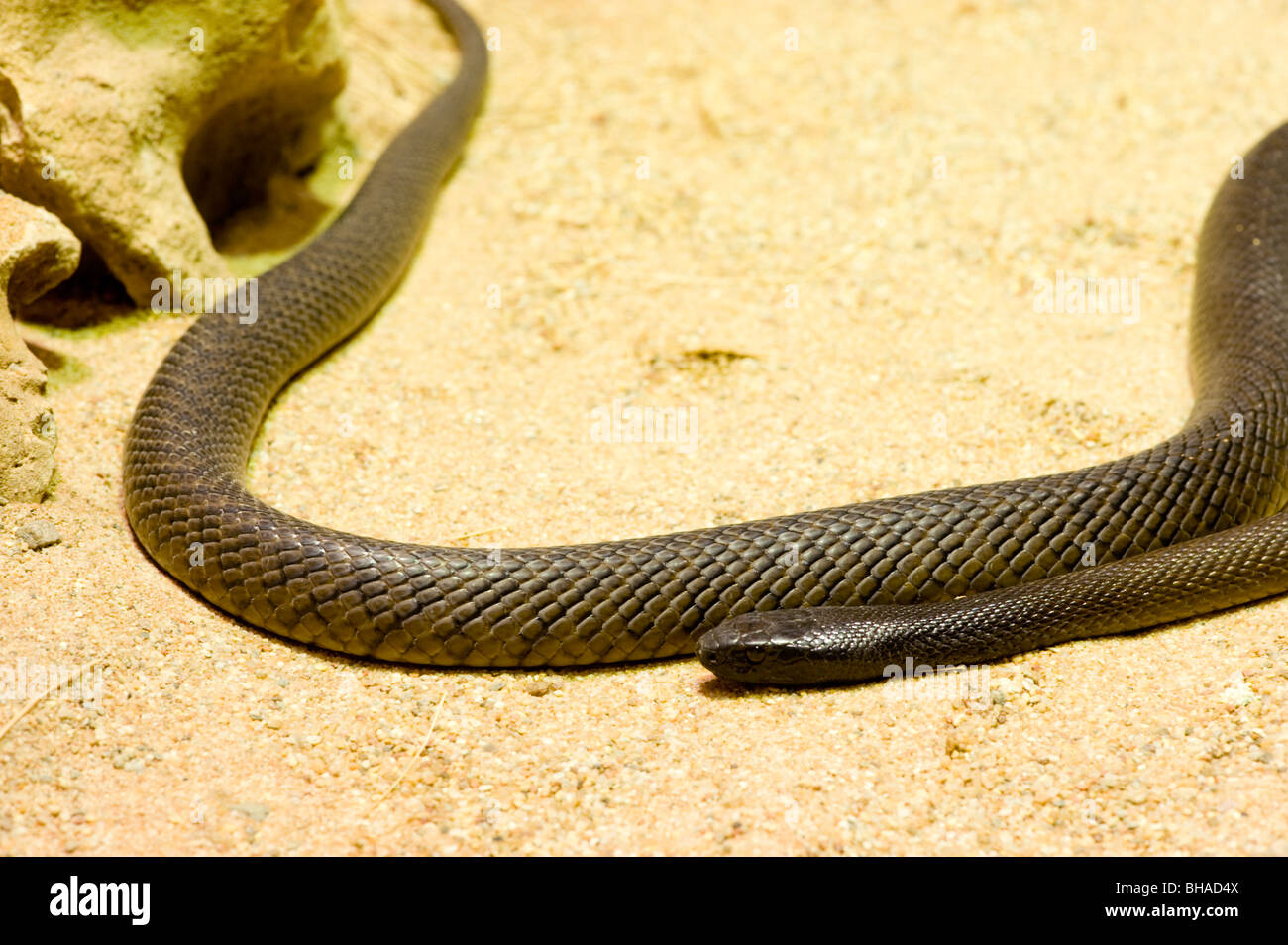 Fierce Snake Or Inland Taipan
