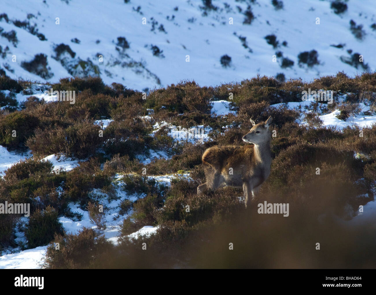 Red deer, Cervus elaphus, fawn in the Scottish Highlands Stock Photo ...