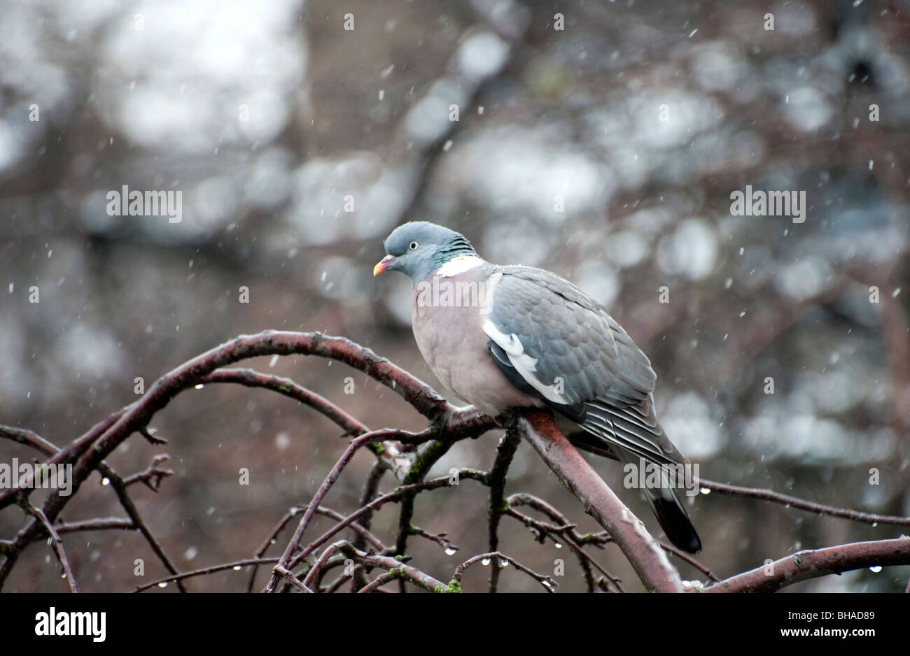 Snow pigeon hi-res stock photography and images - Alamy