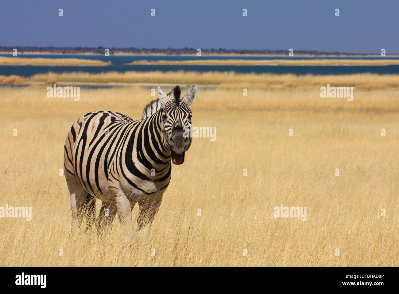 Africa Animals Etosha Mammals Namibia Zebra Stock Photo - Alamy
