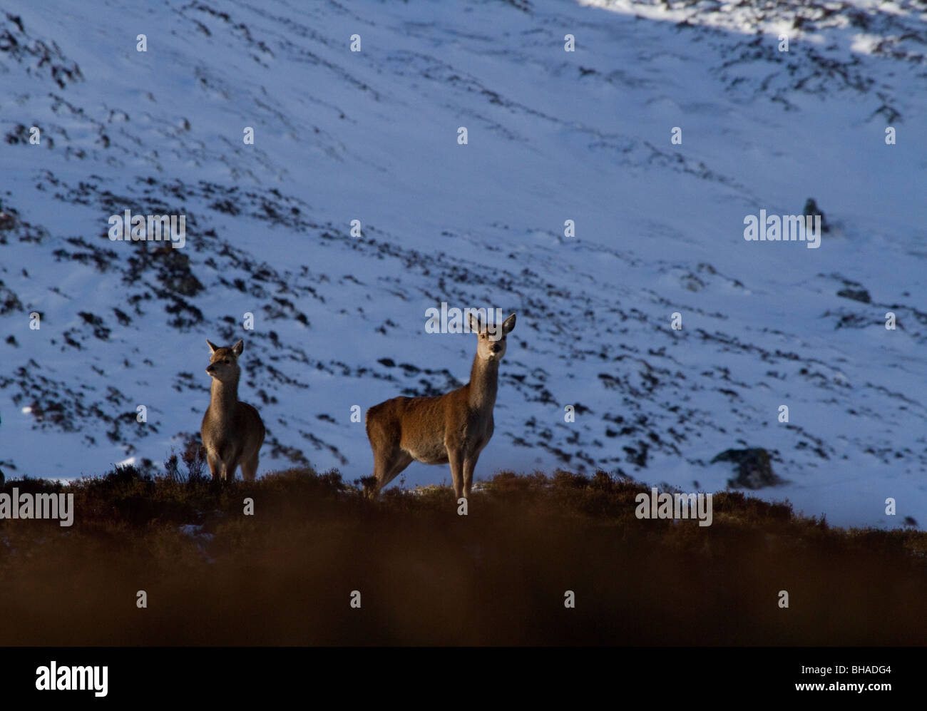 Red deer scotland hind hill hi-res stock photography and images - Alamy