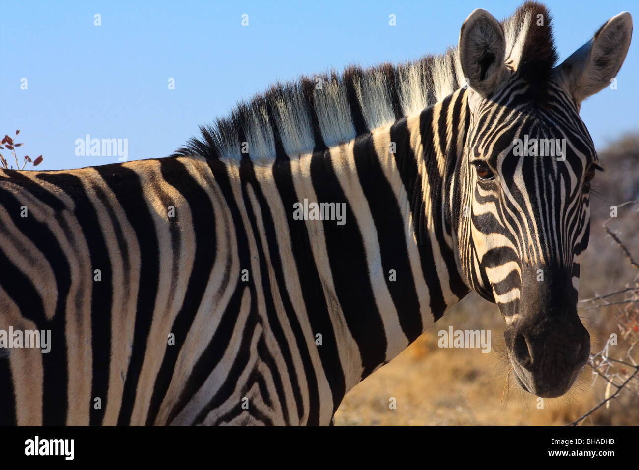 Africa Animals Etosha Mammals Namibia Zebra Stock Photo - Alamy
