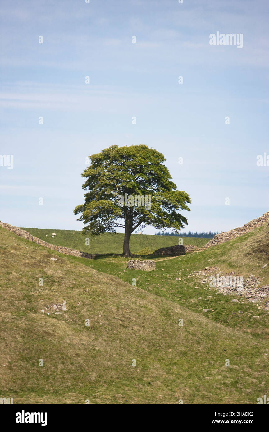 Lone tree at bottom of hill, Northumberland, England Stock Photo - Alamy