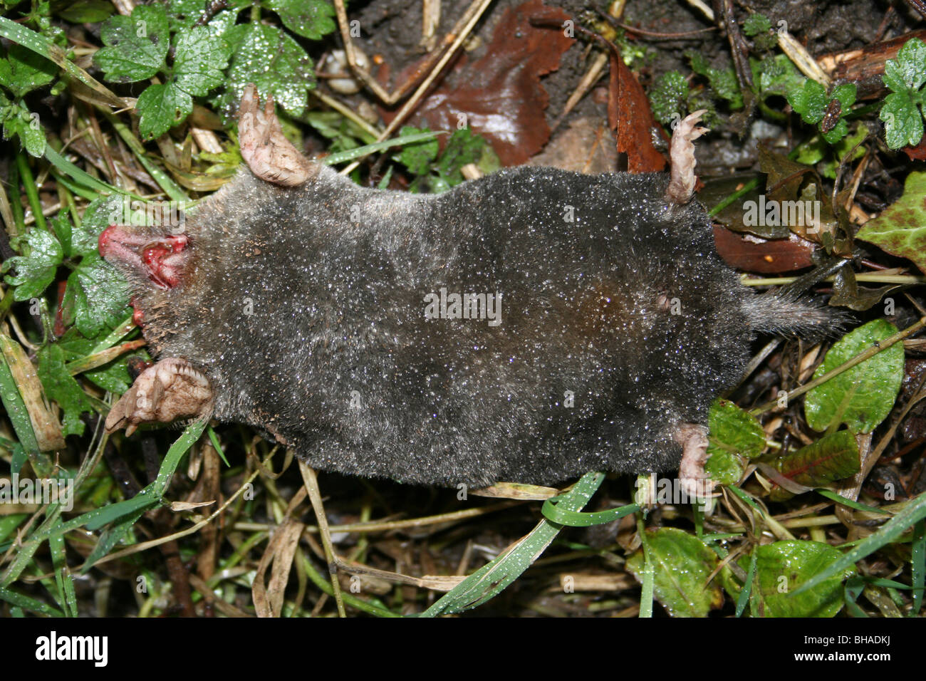 Mole dead hi-res stock photography and images - Alamy