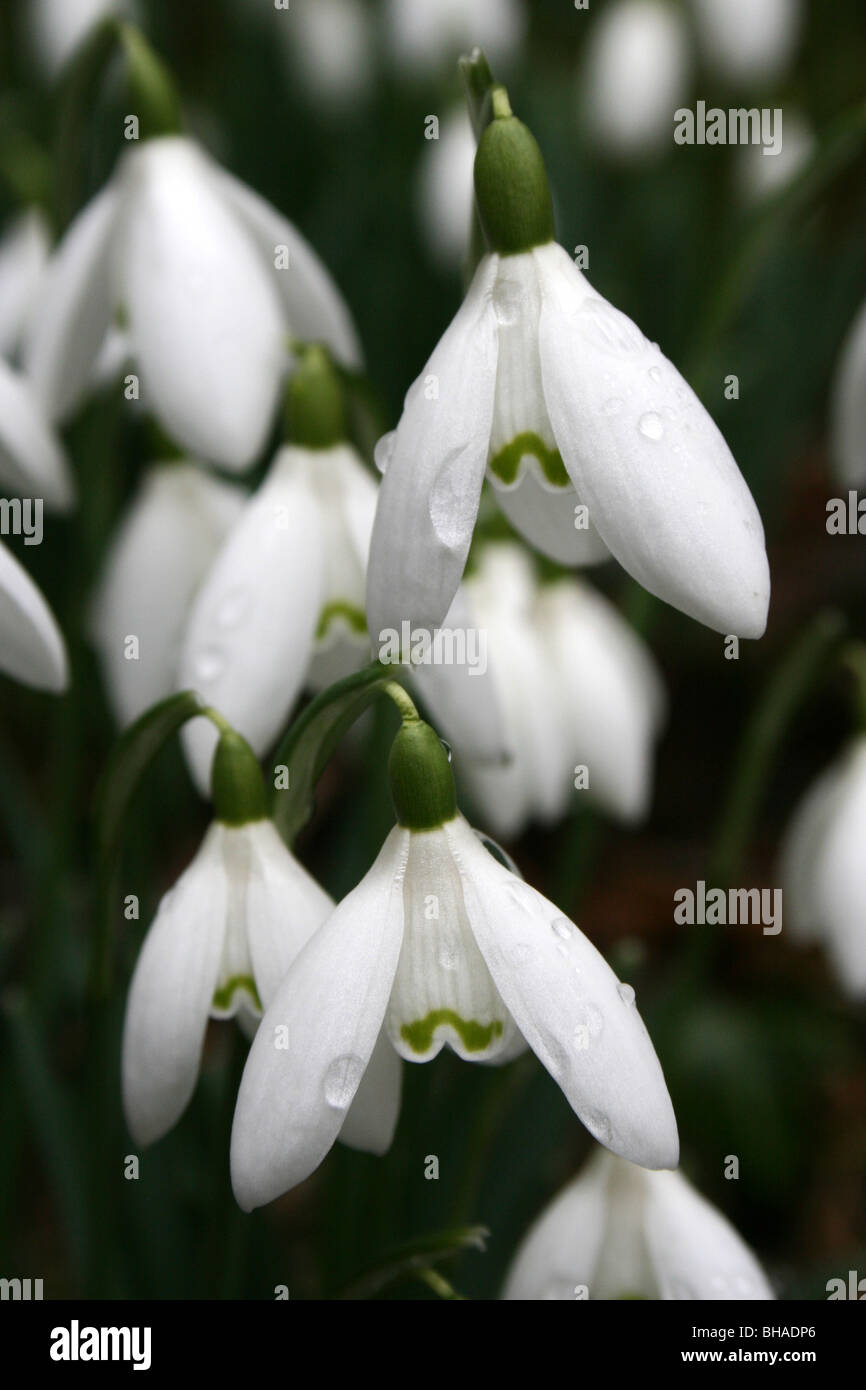 Snowdrop species hi-res stock photography and images - Alamy
