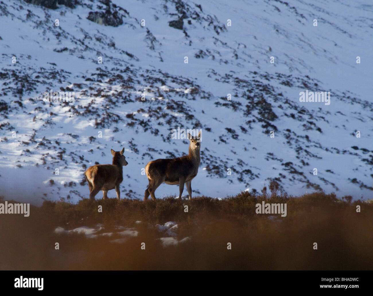 Red deer, Cervus elaphus, hinds in the Scottish Highlands Stock Photo ...