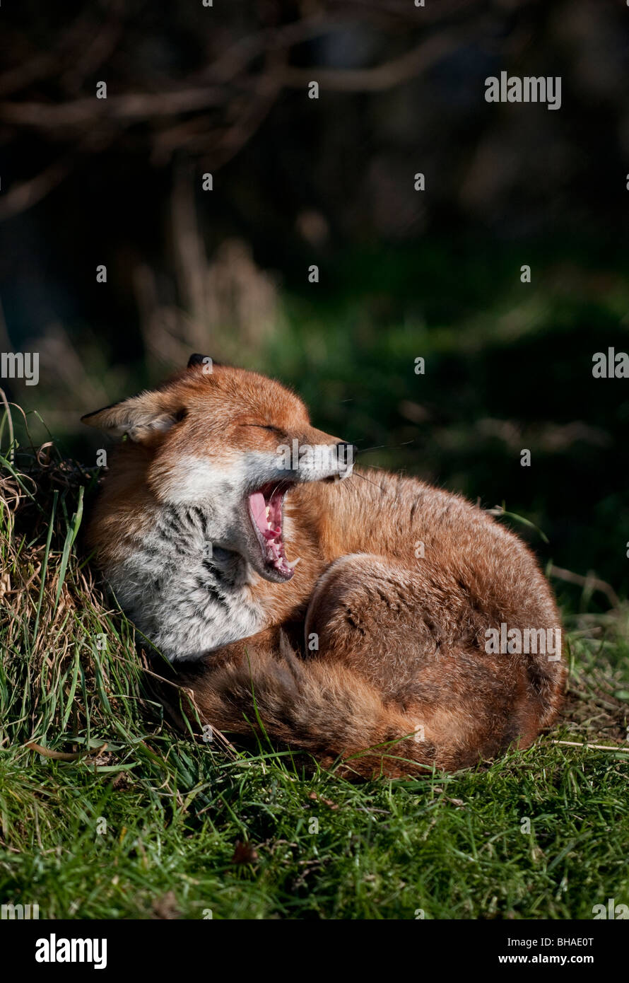 Fox teeth hi-res stock photography and images - Alamy