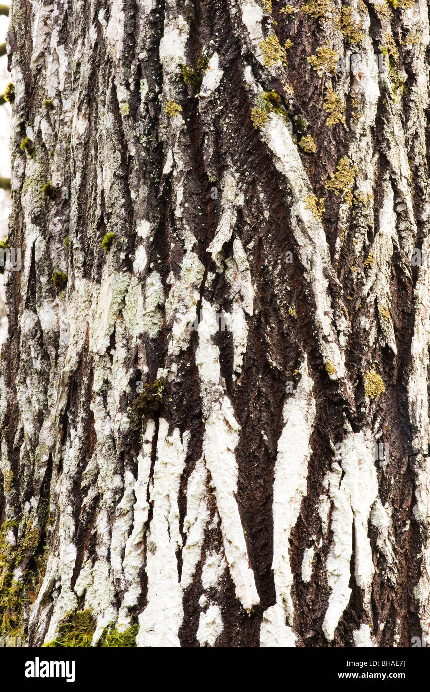 Tree bark detail Stock Photo - Alamy Tree bark detail Stock Photo - Alamy