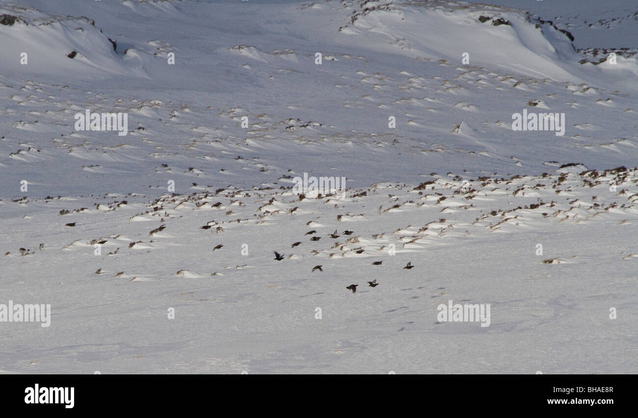 Flying Red Grouse Stock Photos & Flying Red Grouse Stock Images - Alamy
