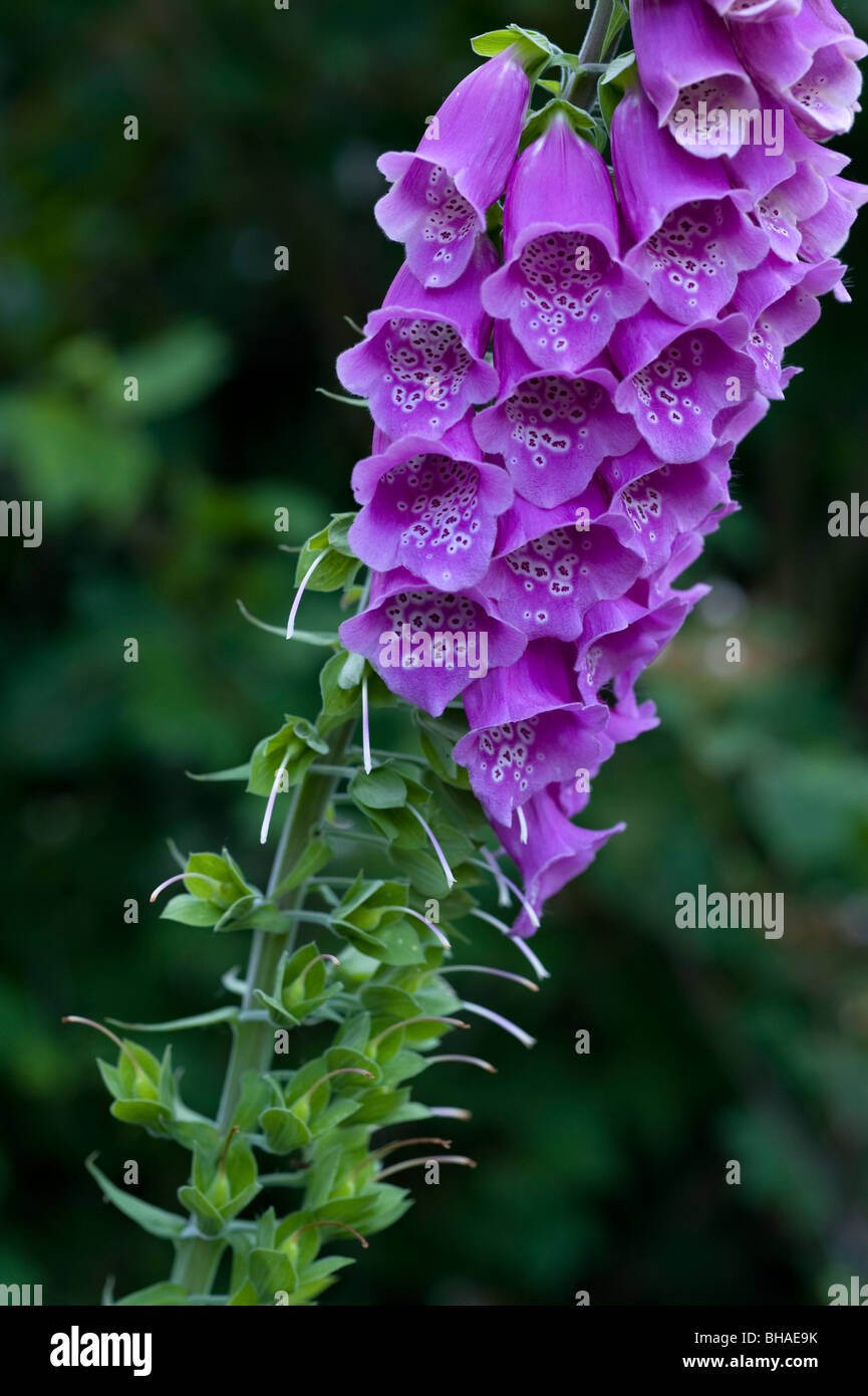 Heart drug digitalis hi-res stock photography and images - Alamy