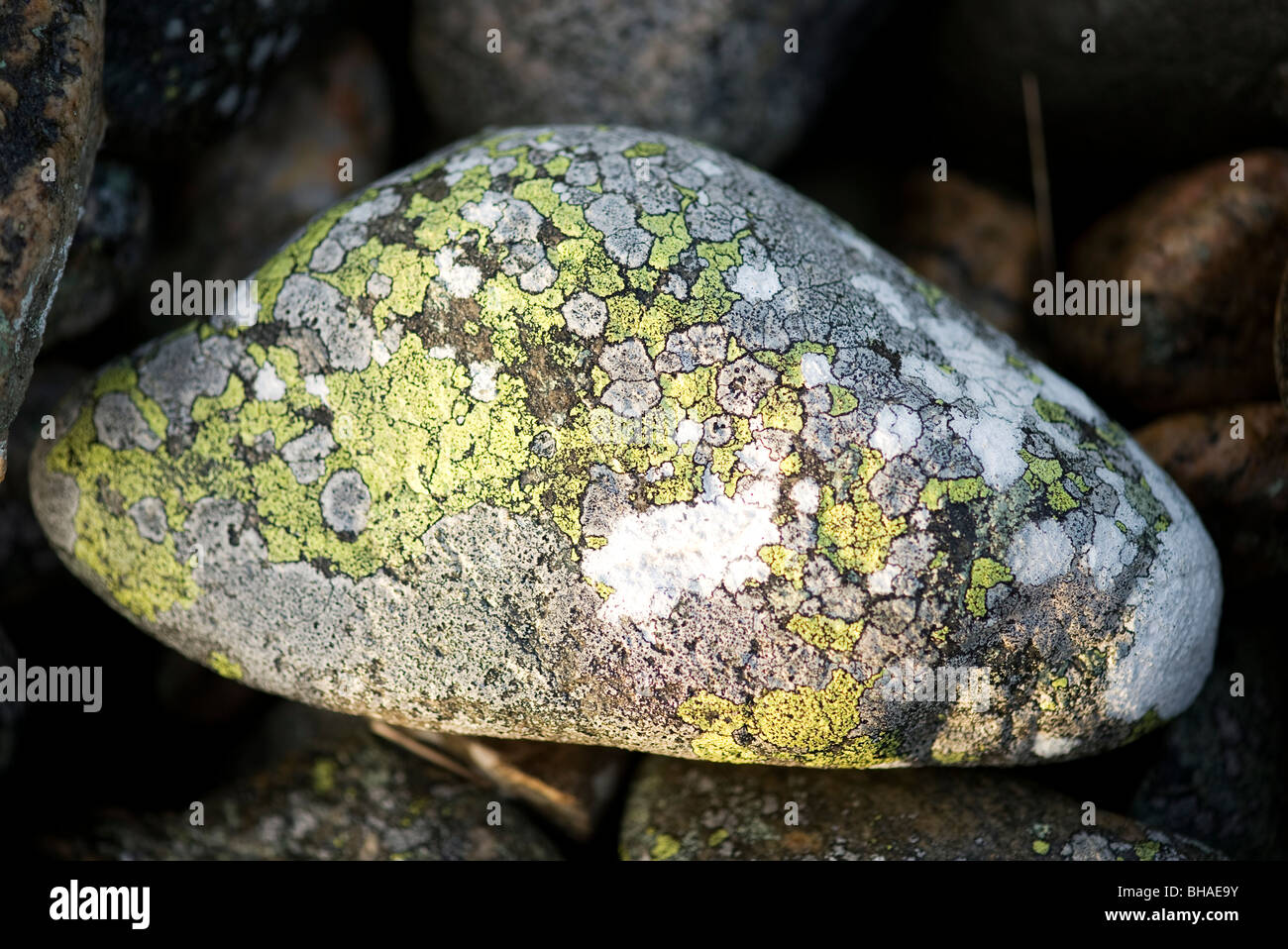 Green lichens on a stone Stock Photo - Alamy
