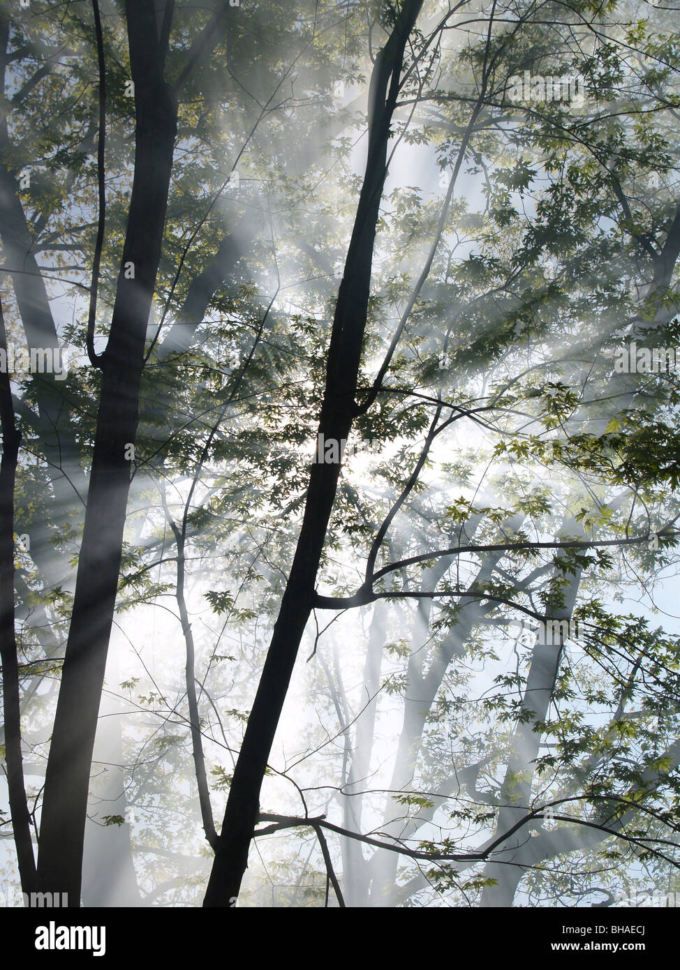 Sun light disaster disaster fire hi-res stock photography and images ...