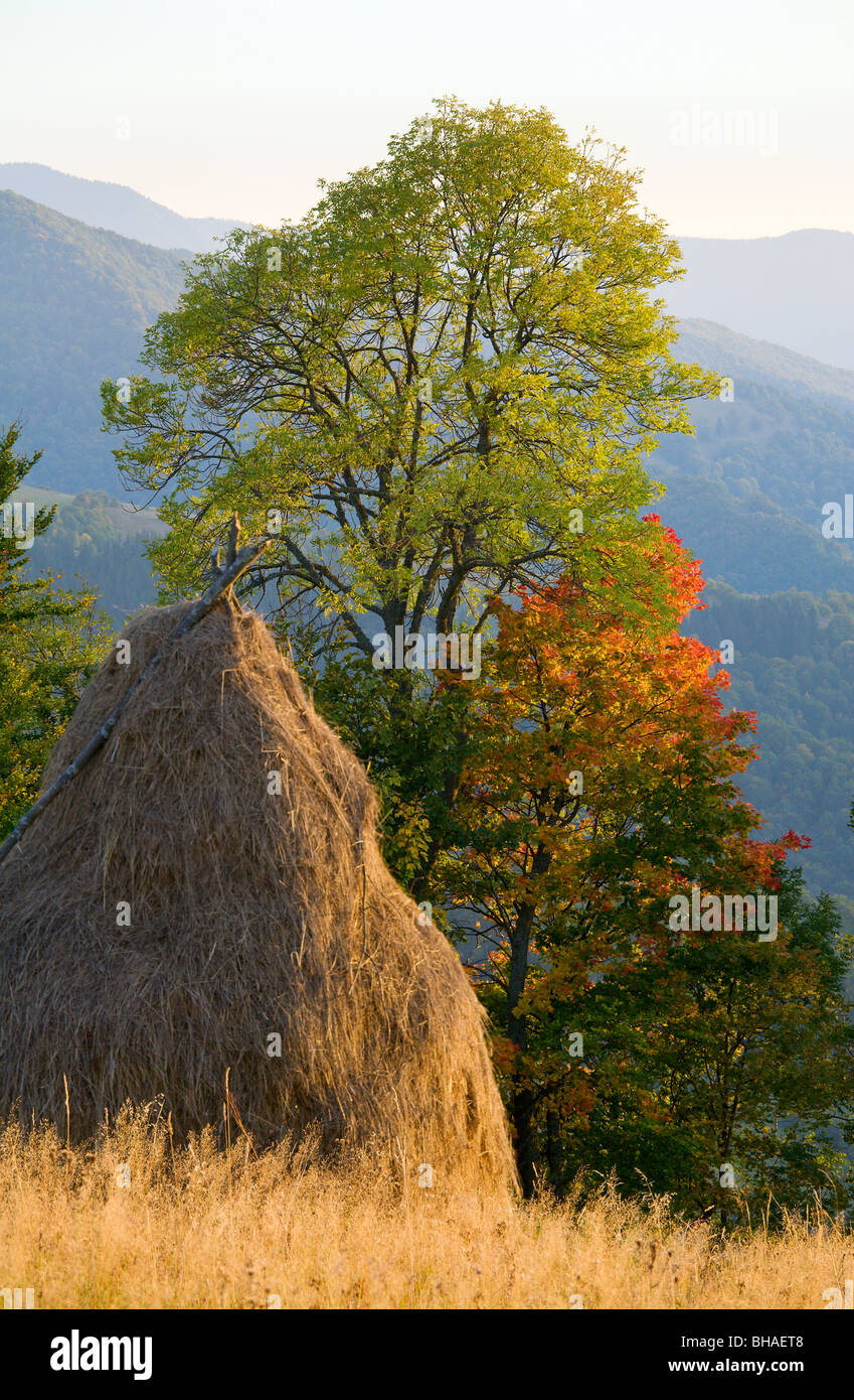Autumn mountain hill with colorful tree and haystack (Carpathians ...