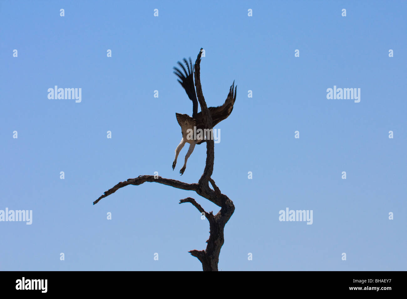 Raptors of southern africa hi-res stock photography and images - Alamy