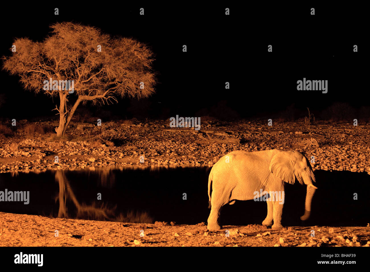 Elephants africa night hi-res stock photography and images - Alamy