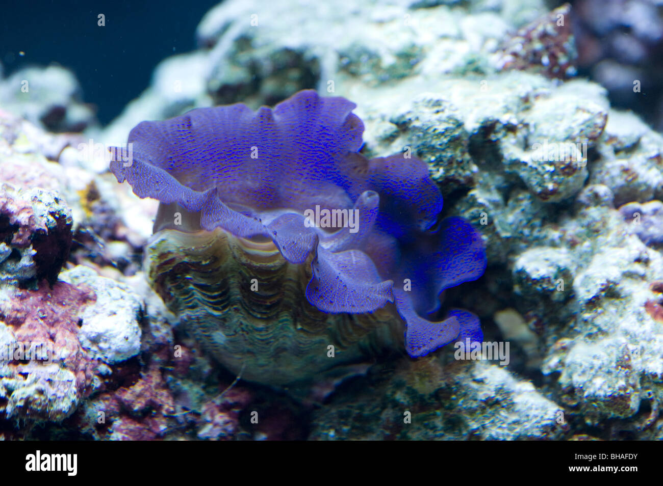 Largest of the giant clam hi-res stock photography and images - Alamy