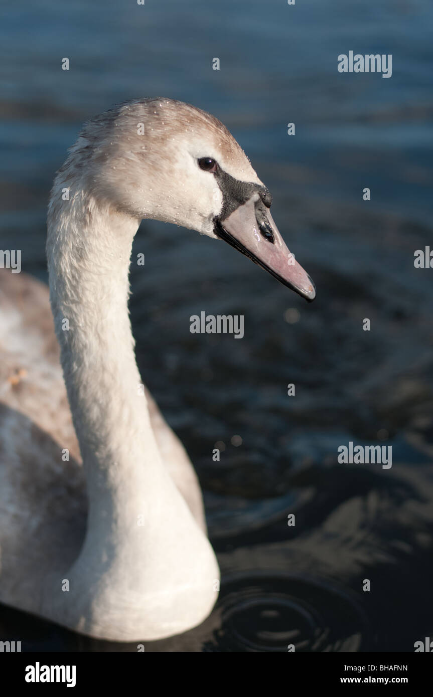Cygnet profile hi-res stock photography and images - Alamy