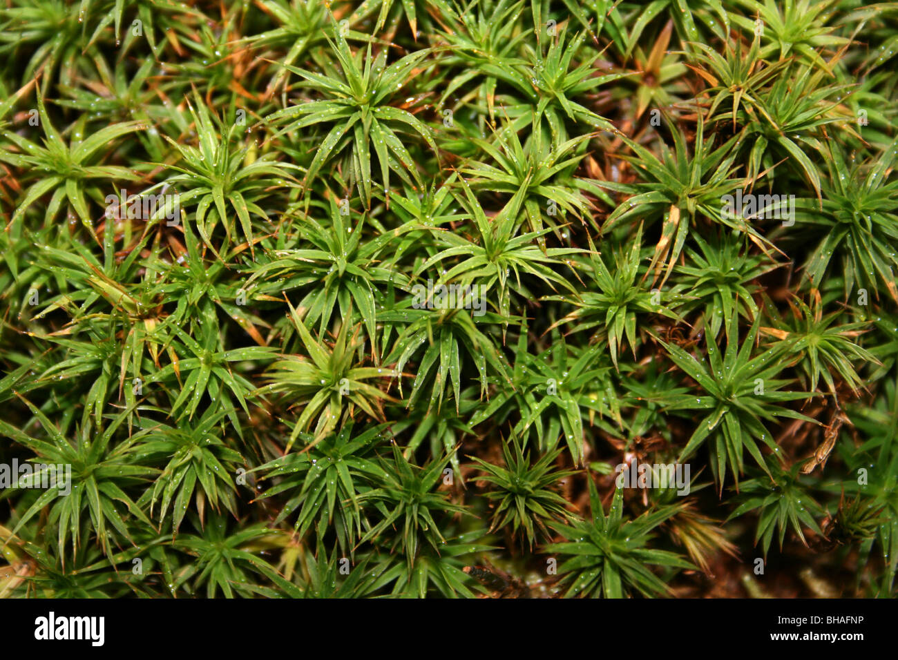 Moss Species High Resolution Stock Photography and Images - Alamy