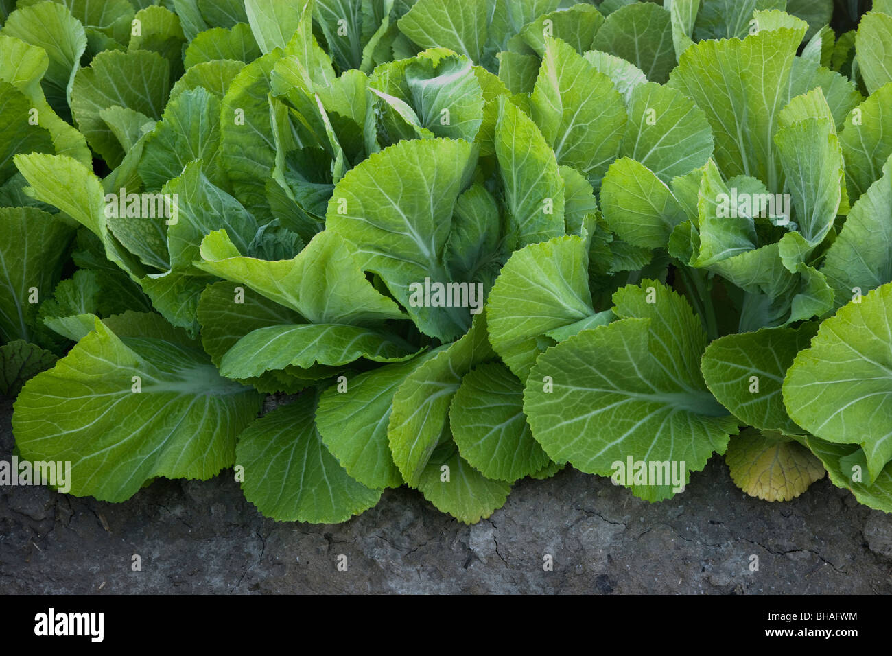 Swatow mustard greens hi-res stock photography and images - Alamy