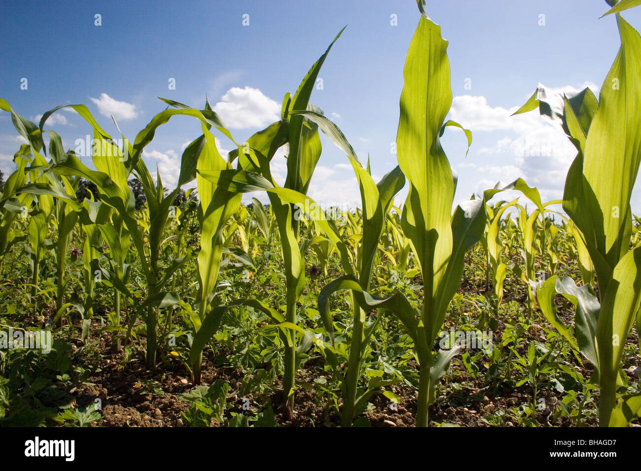 young maize crop Stock Photo - Alamy